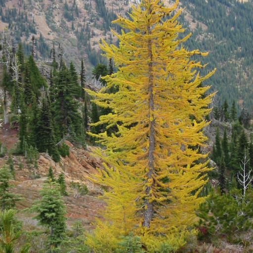 Subalpine Larch (Larix Lyallii) Plant Care & How to Grow, Water