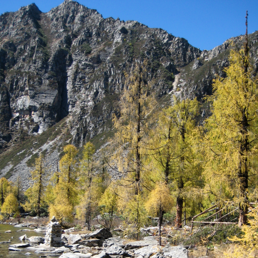 Chinese Larch (Larix Potaninii) Plant Care & How to Grow, Water