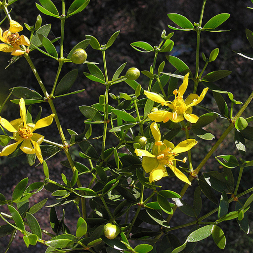 Jarilla Embra (Larrea Divaricata) Plant Care & How to Grow, Water