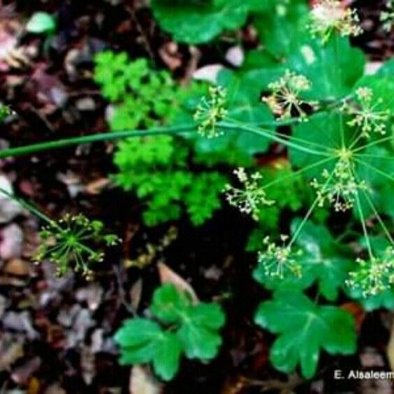 Laser (Laser Trilobum) Plant Care & How to Grow, Water