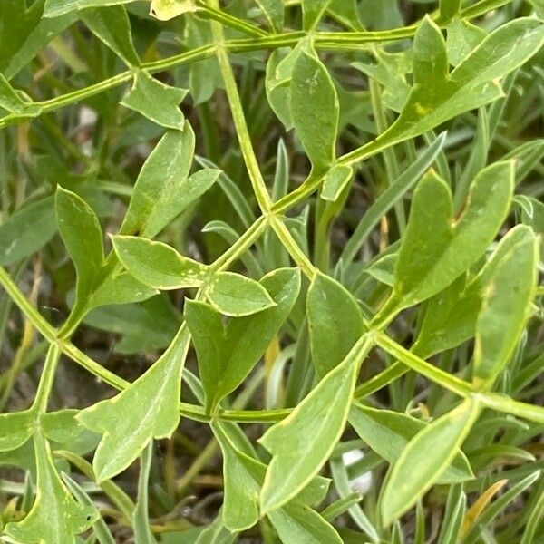 French Laserwort (Laserpitium Gallicum) Plant Care & How to Grow, Water