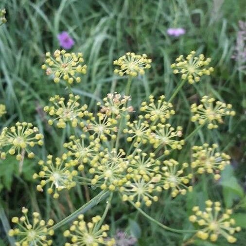 Laserpitium Gaudinii Plant Care & How to Grow, Water