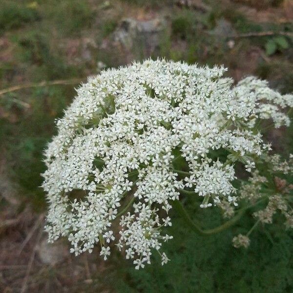 Haller's Sermountain (Laserpitium Halleri) Plant Care & How to Grow, Water