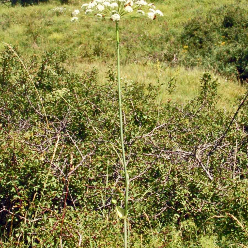 Broad-leaved Sermountain (Laserpitium Latifolium) Plant Care & How to ...