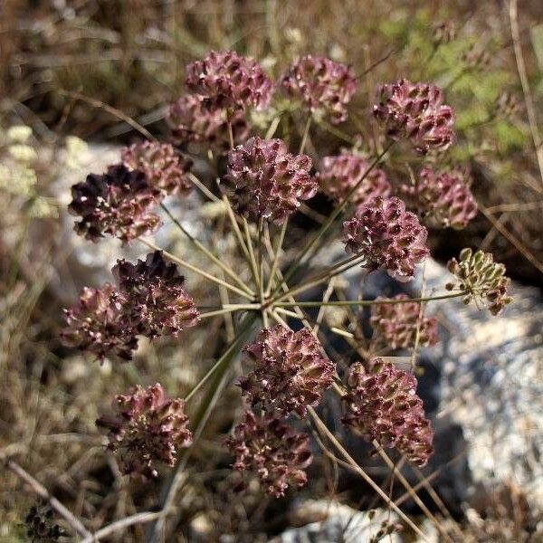 Laserpitium Nestleri Care Guide: Water, Soil & Propagation - Plantiary