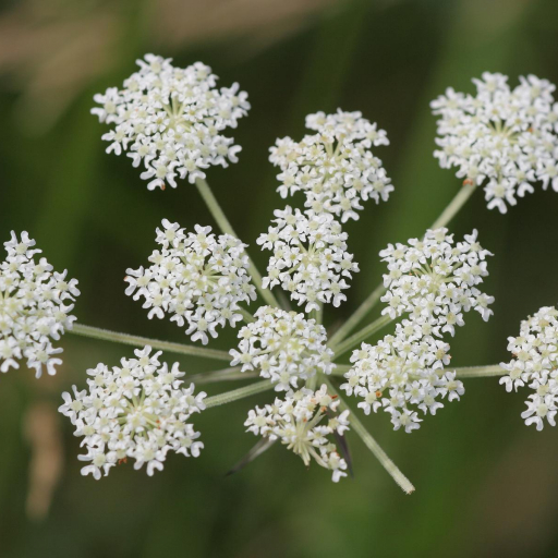 Laserpitium Prutenicum Plant Care & How to Grow, Water