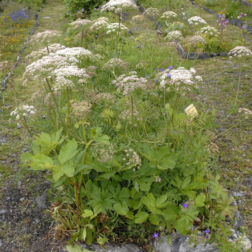 Sermountain (Laserpitium Siler) Care Guide: Water, Soil & Propagation ...