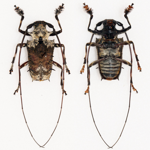 Geli-Geli (Lasia Spinosa) Plant Care & How to Grow, Water