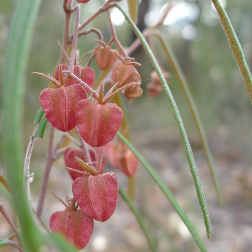 Lasiopetalum Rufum Plant Care & How to Grow, Water