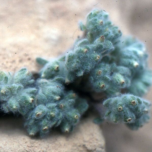 Lasiopogon Muscoides Care Guide: Water, Soil & Propagation - Plantiary