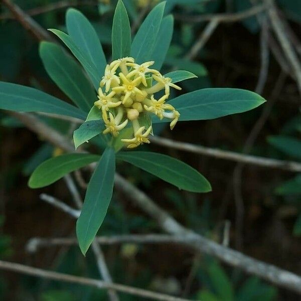 Lasiosiphon Glaucus Plant Care & How to Grow, Water