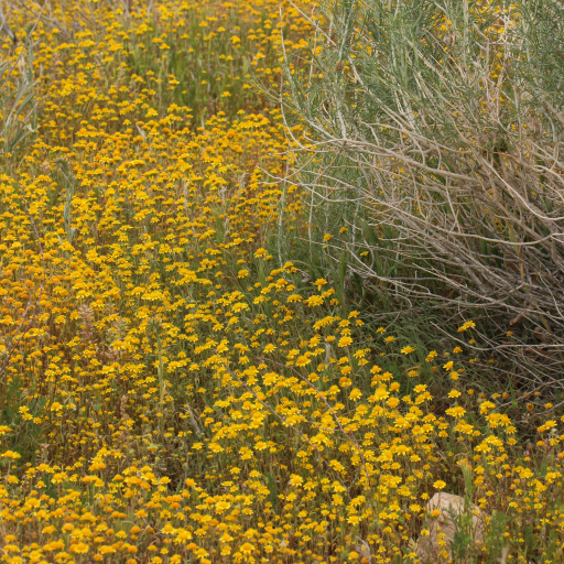 Common Goldfields (Lasthenia Gracilis) Plant Care & How to Grow, Water