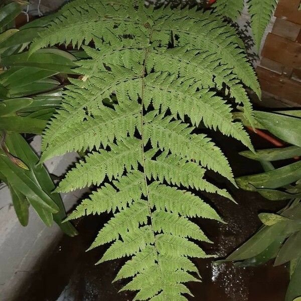 Broad Shield Fern (Lastreopsis Tenera) Plant Care & How to Grow, Water
