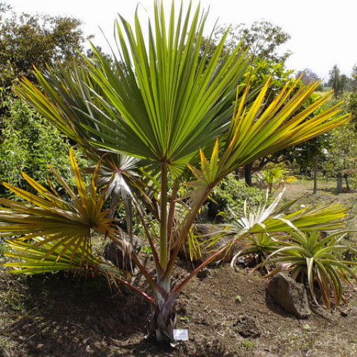 Red Latan Palm (Latania Lontaroides) Plant Care & How to Grow, Water