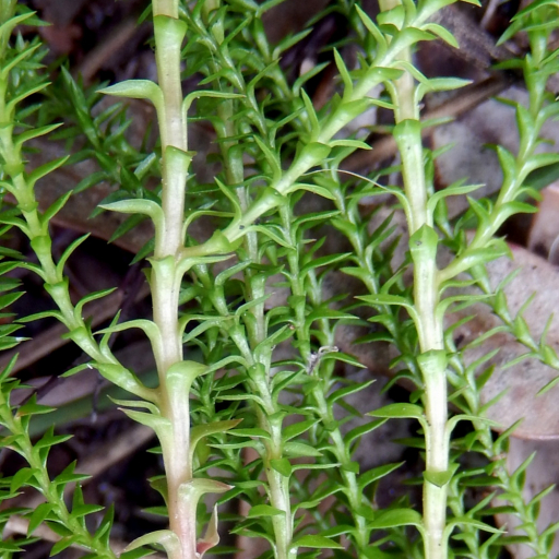 Slender Clubmoss (Lateristachys Lateralis) Plant Care & How to Grow, Water