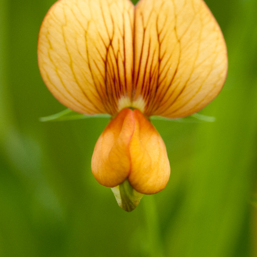 Annual Yellow Vetchling (Lathyrus Annuus) Plant Care & How to Grow, Water