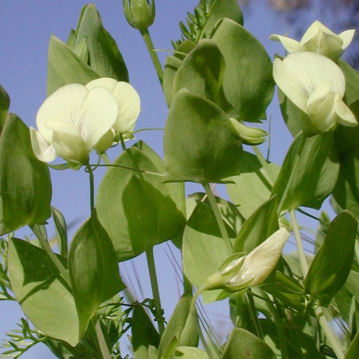Yellow Vetchling (Lathyrus Aphaca) Plant Care & How to Grow, Water