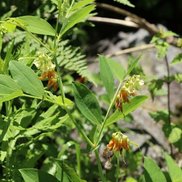 Sweet Pea (Lathyrus Davidii) Plant Care & How to Grow, Water