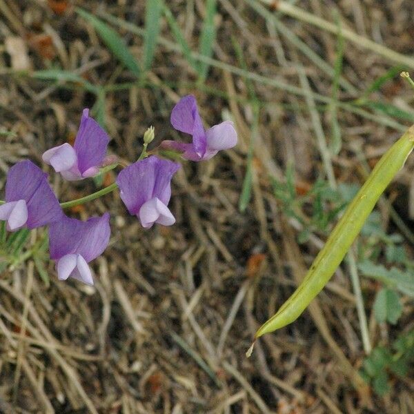 Slender Vetch (Lathyrus Filiformis) Plant Care & How to Grow, Water