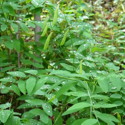 Redwood Pea (Lathyrus Glandulosus) Care Guide: Water, Soil ...