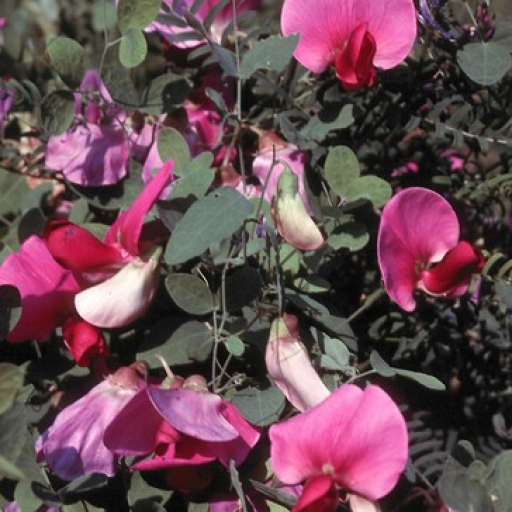 Two-Flowered Everlasting Pea (Lathyrus Grandiflorus) Plant Care & How ...