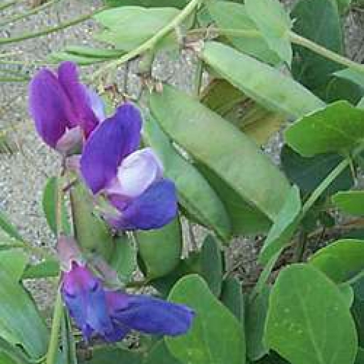 Beach-Pea (Lathyrus Japonicus) Plant Care & How to Grow, Water
