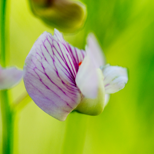 Nevada Pea (Lathyrus Lanszwertii) Plant Care & How to Grow, Water