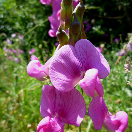 Perennial Pea (Lathyrus Latifolius) Plant Care & How to Grow, Water