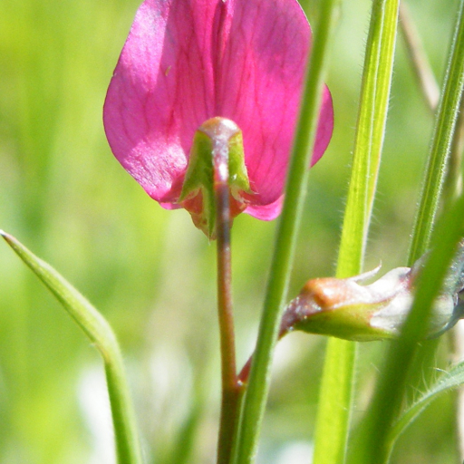 Grass Pea (Lathyrus Nissolia) Plant Care & How to Grow, Water