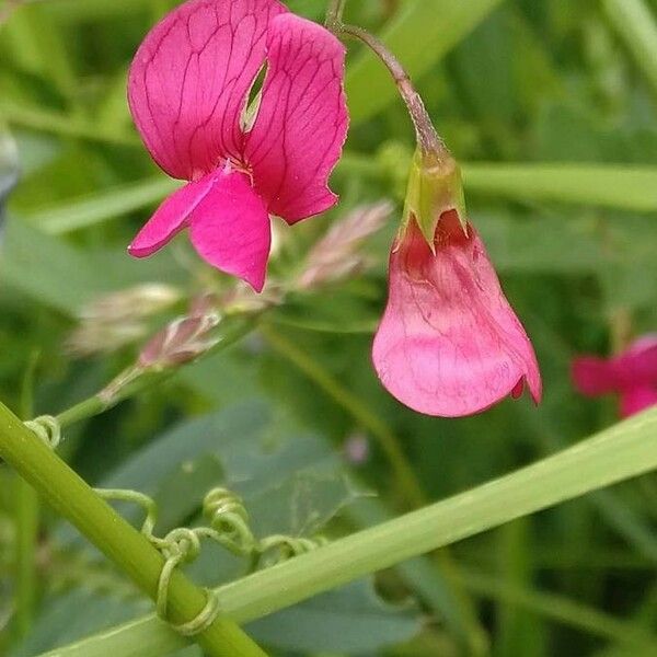 Fading-Colored Vetchling (Lathyrus Pallescens) Plant Care & How to Grow ...