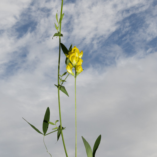 Meadow Pea (Lathyrus Pratensis) Plant Care & How to Grow, Water