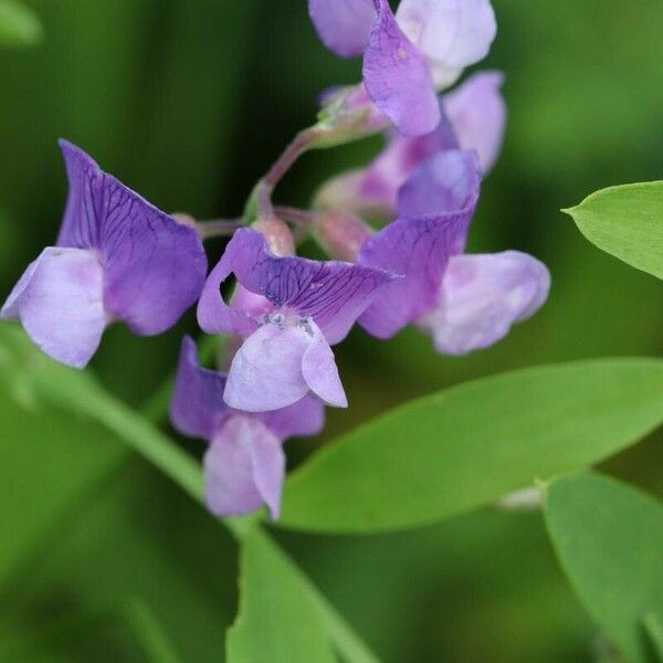 Five-Vein Vetchling (Lathyrus Quinquenervius) Plant Care & How to Grow ...