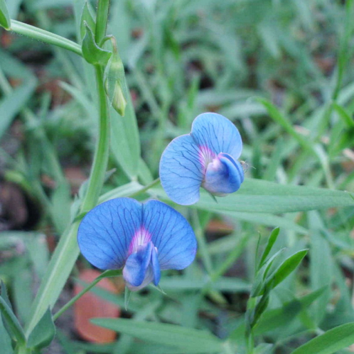 Indian-Pea (Lathyrus Sativus) Plant Care & How to Grow, Water