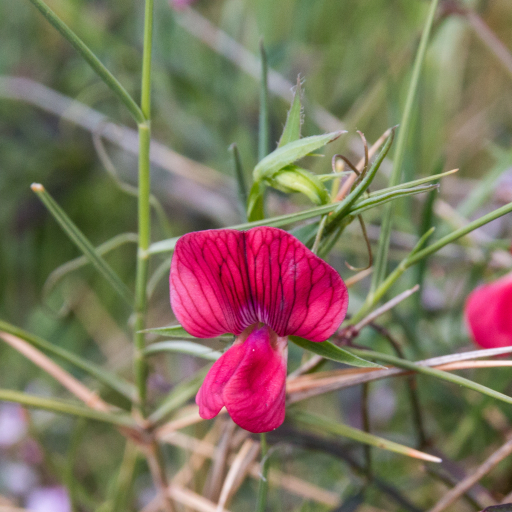 Brown Vetchling (Lathyrus Setifolius) Plant Care & How to Grow, Water