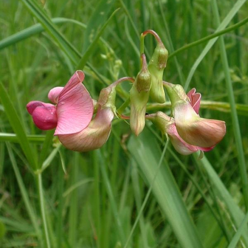 Narrow-Leaf Everlasting-Pea (Lathyrus Sylvestris) Plant Care & How to ...