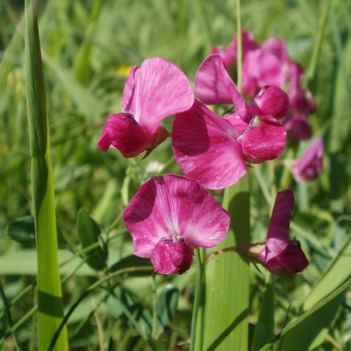 Earth-Nut Pea (Lathyrus Tuberosus) Plant Care & How to Grow, Water