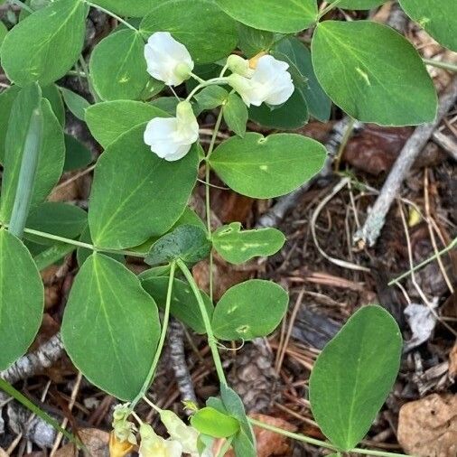Veiny Pea (Lathyrus Venosus) Plant Care & How to Grow, Water