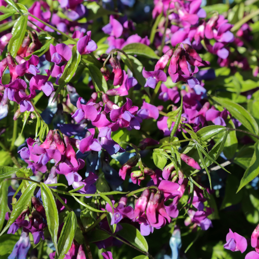 Spring Pea (Lathyrus Vernus) Plant Care & How to Grow, Water
