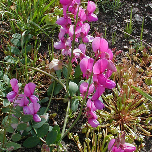 Common Pacific Pea (Lathyrus Vestitus) Plant Care & How to Grow, Water
