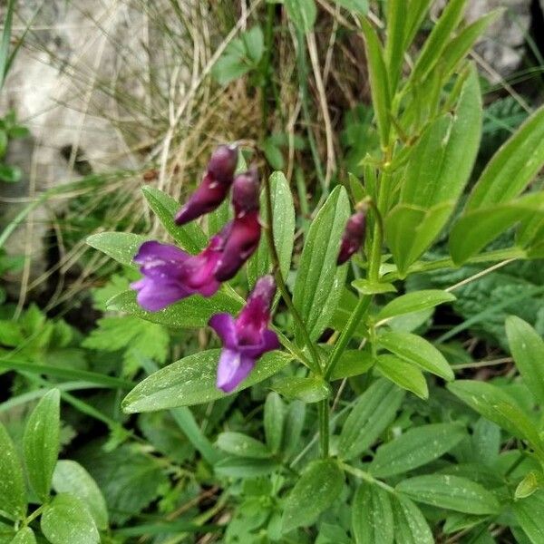 Lathyrus Vivantii Care Guide: Water, Soil & Propagation - Plantiary
