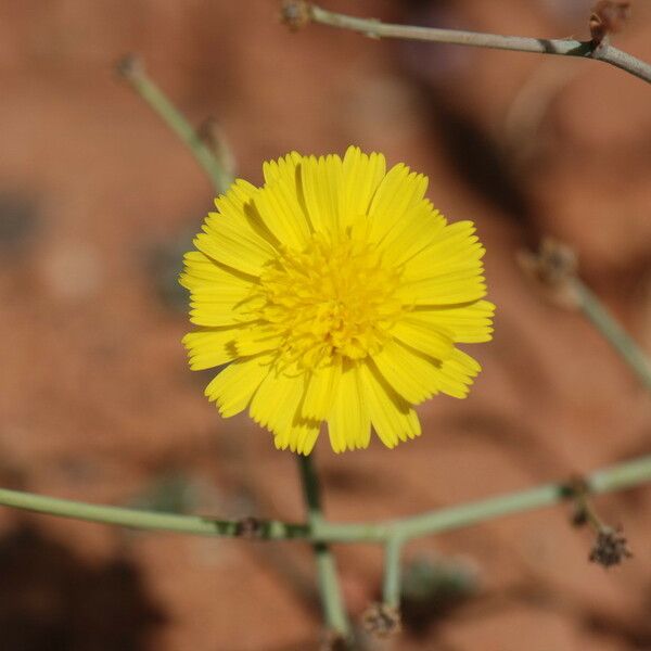 Launaea Capitata Plant Care & How to Grow, Water