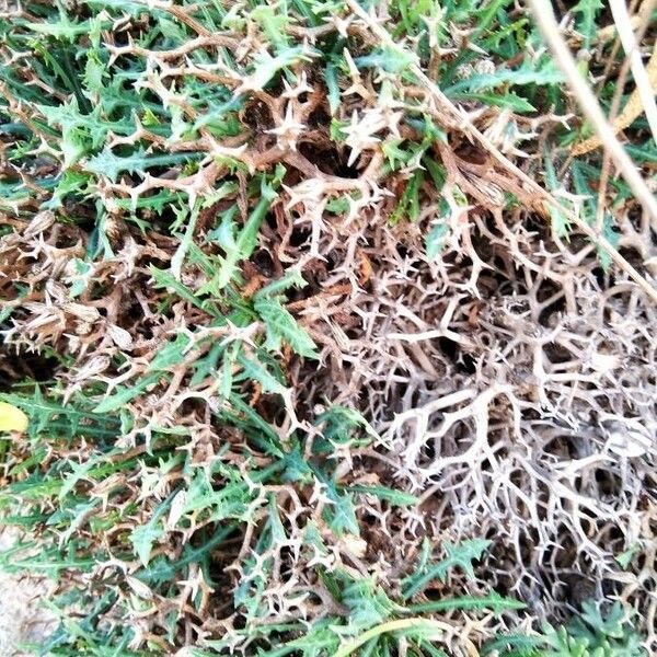 Hedgehog Lettuce (Launaea Cervicornis) Plant Care & How to Grow, Water