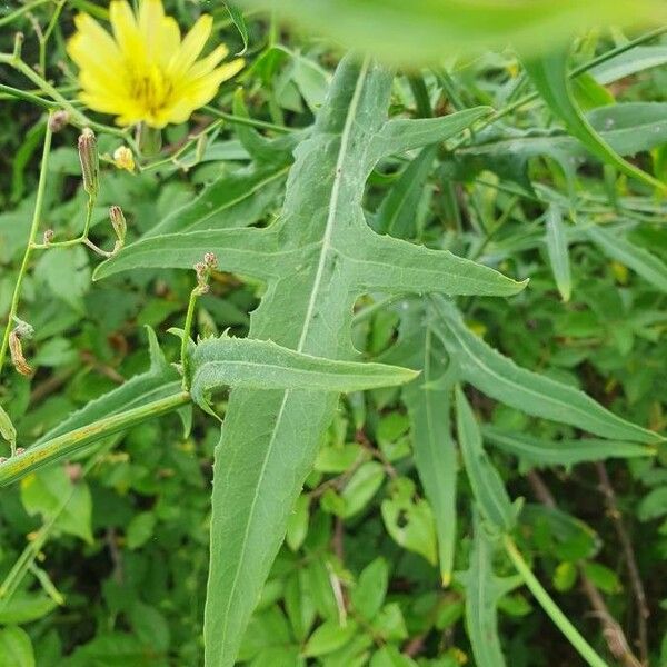 False Lettuce (Launaea Hafunensis) Care Guide: Water, Soil ...