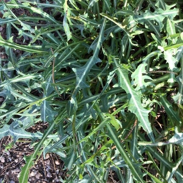 Launaea Lanifera Plant Care & How to Grow, Water