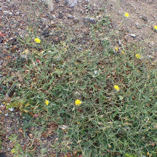 Naked Launaea (Launaea Nudicaulis) Plant Care & How to Grow, Water