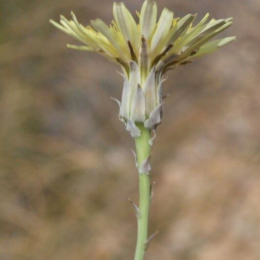 Launaea Pumila Plant Care & How to Grow, Water