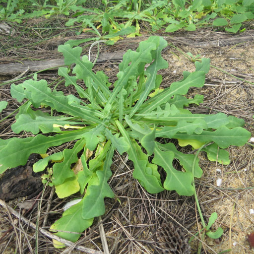 Kulhafila (Launaea Sarmentosa) Plant Care & How to Grow, Water