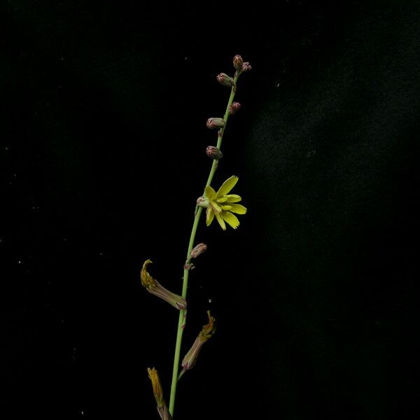 Launaea Secunda Care Guide: Water, Soil & Propagation - Plantiary