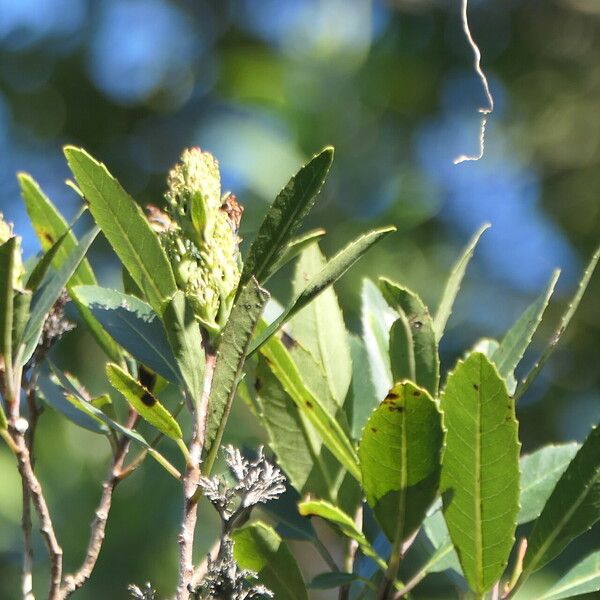 Iron Martin (Laurophyllus Capensis) Plant Care & How to Grow, Water