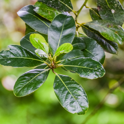 Azores Laurel (Laurus Azorica) Plant Care & How to Grow, Water